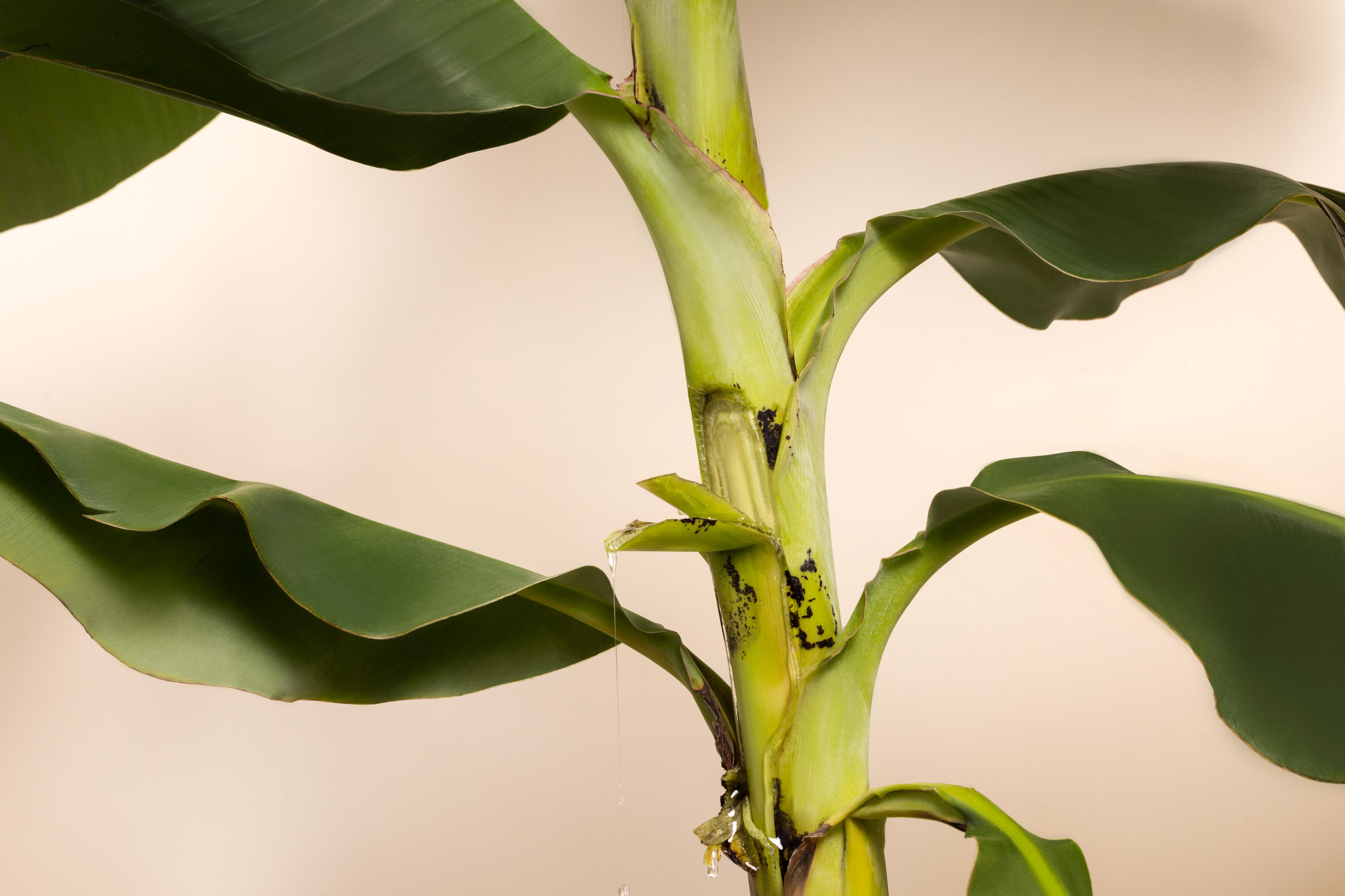 The Power of Banana Sap: Tano’s Natural Collagen Boost | Tano Skincare